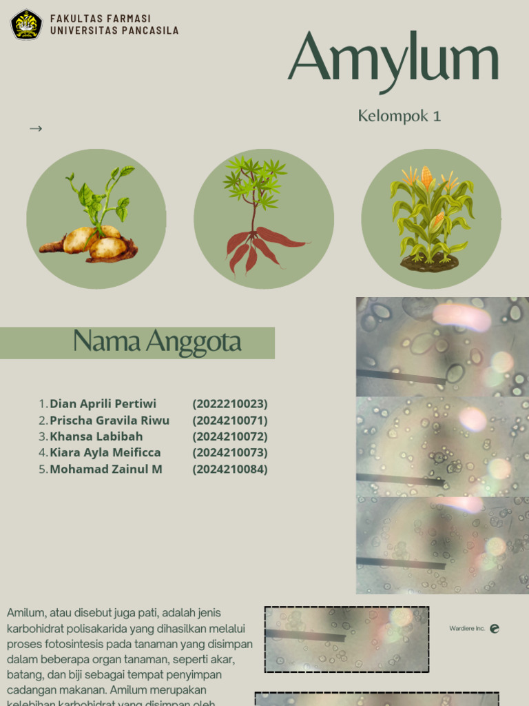Nama Lain Amilum dalam Praktikum | PDF