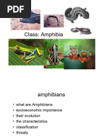 Classification of Frogs | PDF | Frog | Amphibian