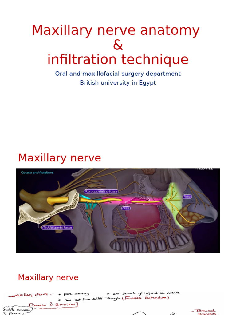 Maxillary Nerve Anatomy Final | PDF