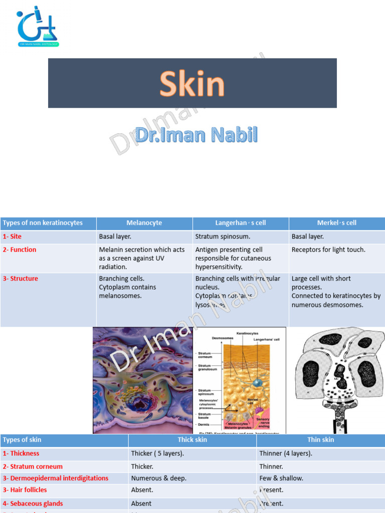 Skinتجميعات | PDF | Skin | Epithelium
