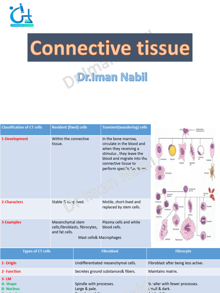 Types and Functions of Connective Tissue Cells | PDF | Adipocyte ...