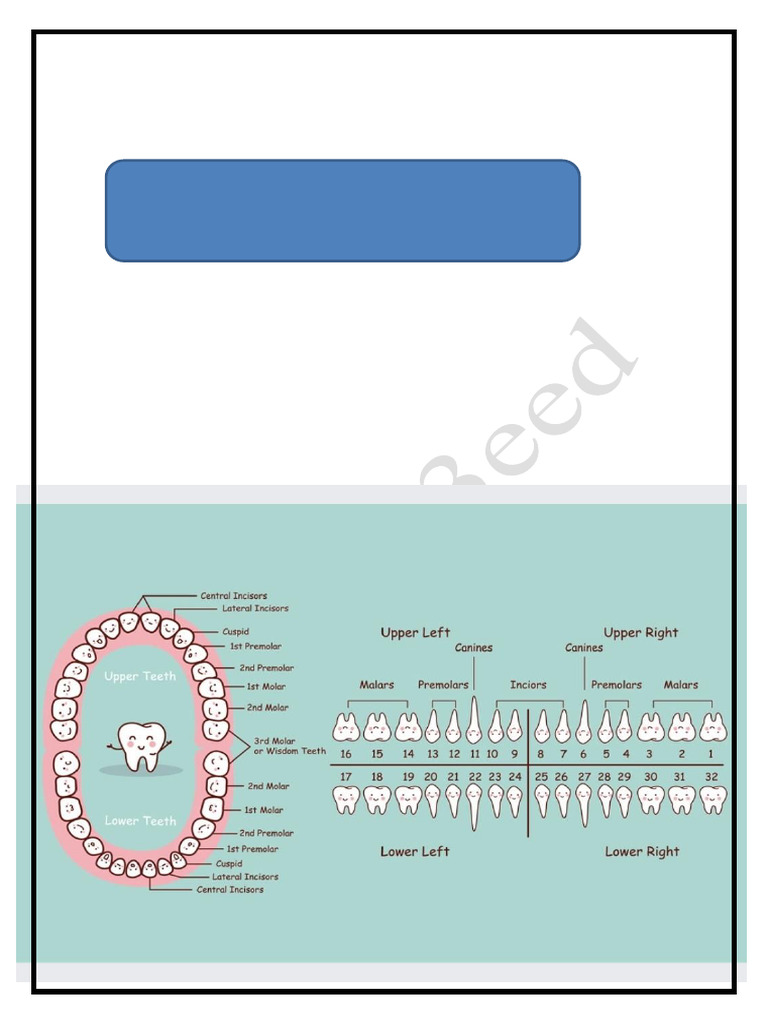 Dentition Mcqs For Each Chapter Not Answered | PDF | Dental Anatomy | Tooth