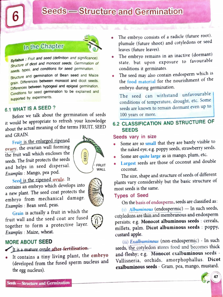 Seeds - Structure and Germination | PDF | Seed | Seedling