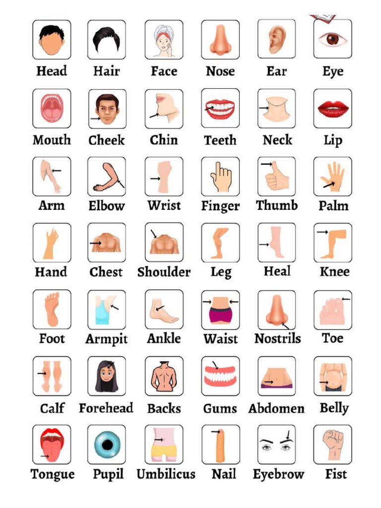Body Parts Vocabulary | PDF
