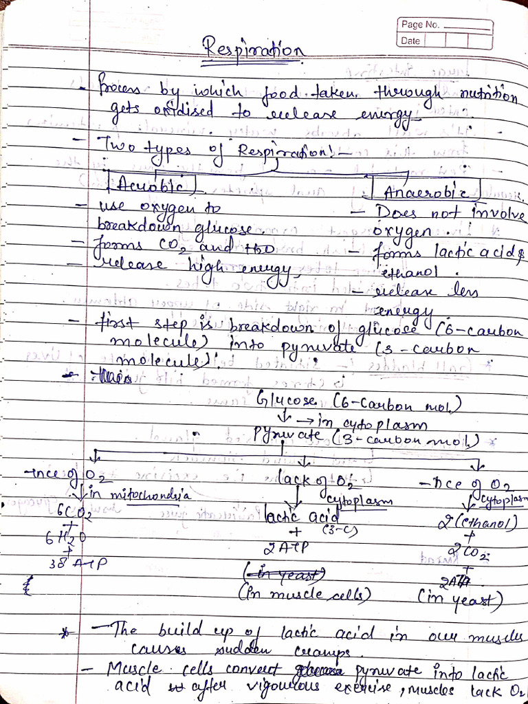 Respiration Class X Notes | PDF