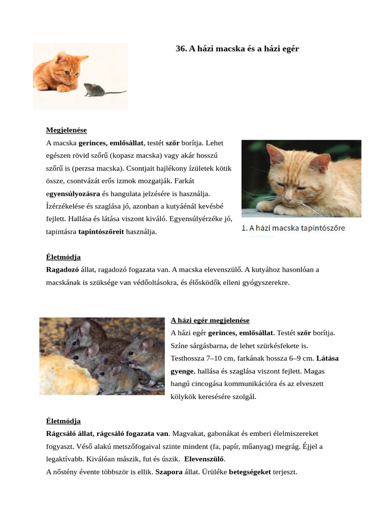 A Házi Macska És A Házi Egér | PDF