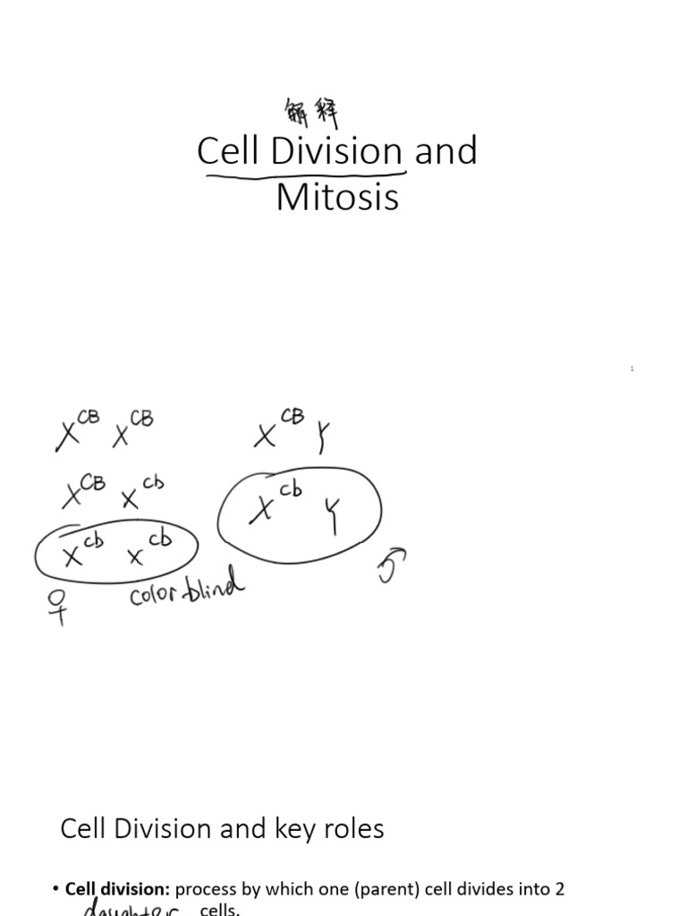 Topic 12 Part 1 Mitosis for Students 2 | PDF | Mitosis | Chromosome