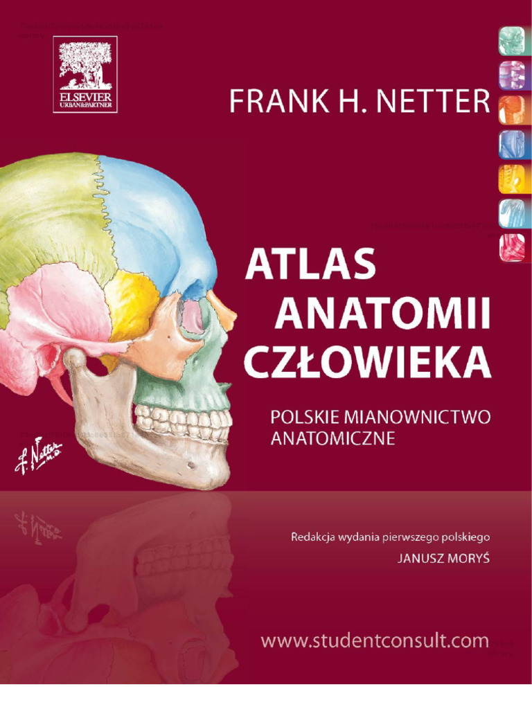 Netter PL Atlas Anatomii Człowieka Netter 6 | PDF