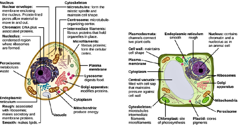 Science Notebook | PDF
