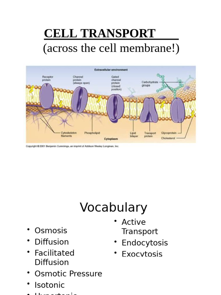 Cell Membrane Transport | PDF | Cell Membrane | Osmosis