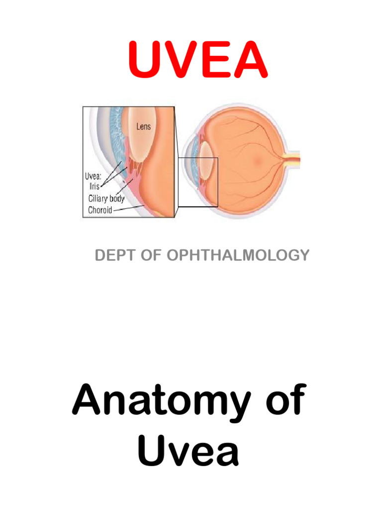 Anatomy and Function of the Uveal Tract | PDF | Retina | Epithelium