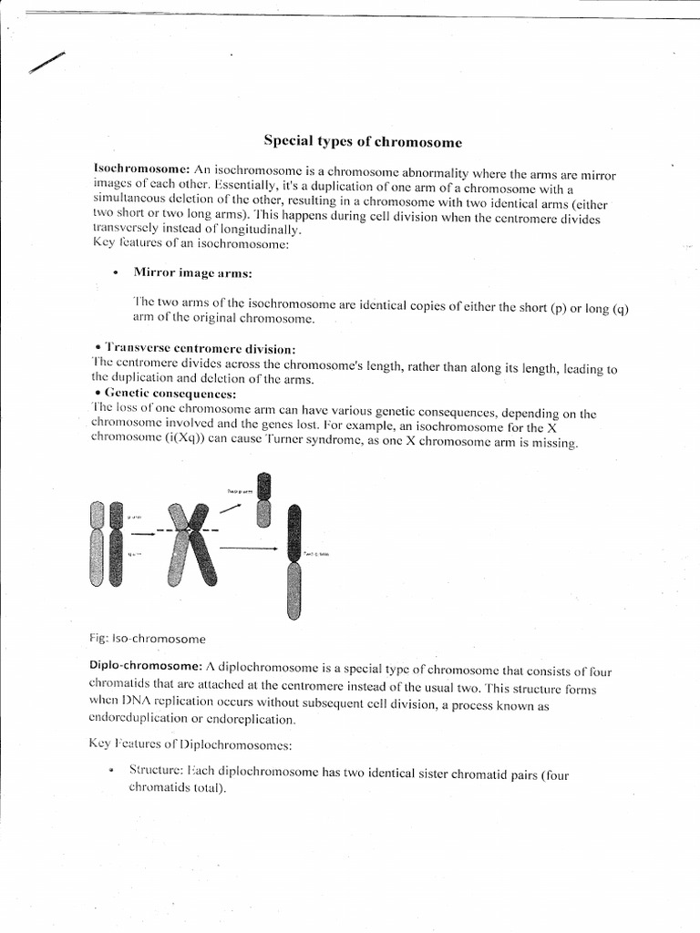Special Chromosome | PDF