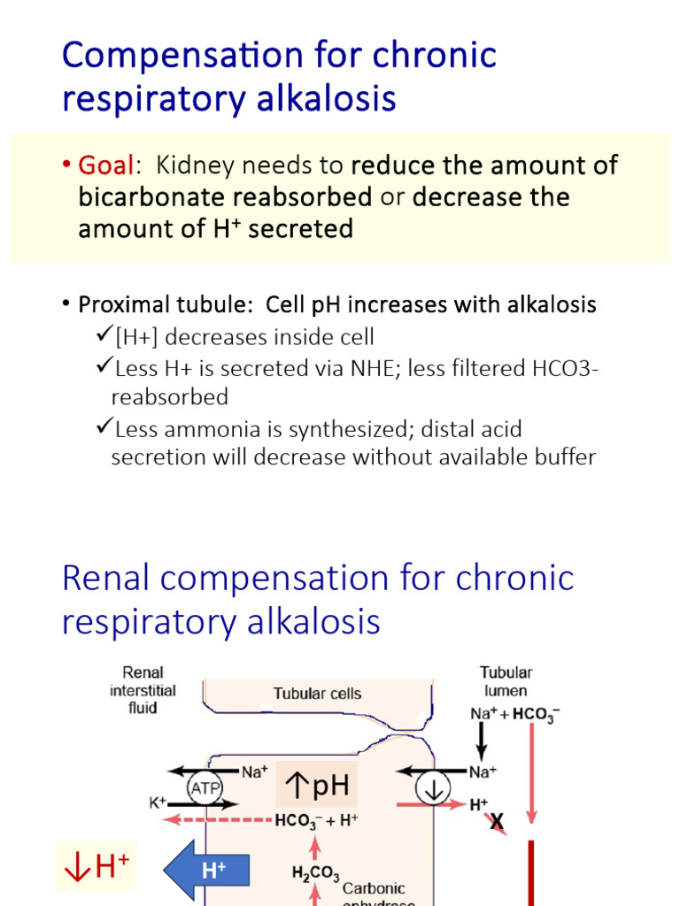 Renal Compensations For Respiratoy Acid-Base Disorders | PDF