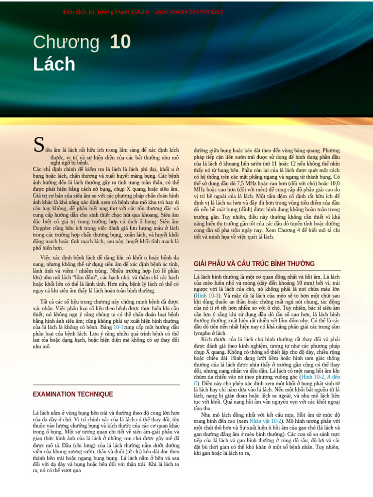 c10 Lách | PDF