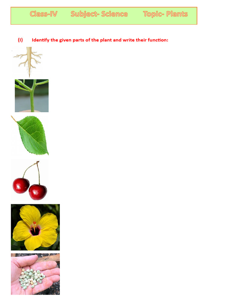 Class-4 Science Practice Worksheet | PDF