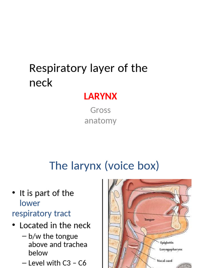 11 - Larynx Gross Anatomy | PDF | Larynx | Human Anatomy