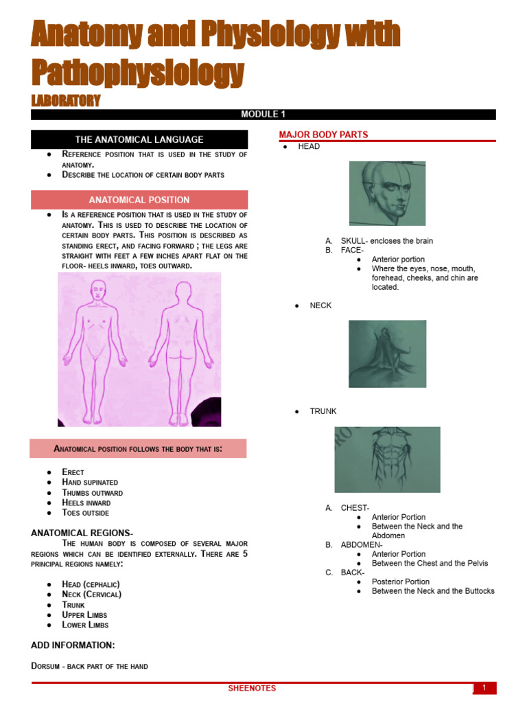 Anatomical Position and Body Regions | PDF | Anatomical Terms Of ...