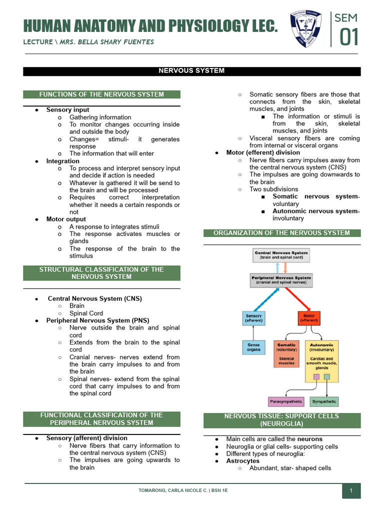 Anaphy Lec - Nervous System | PDF | Action Potential | Neuron