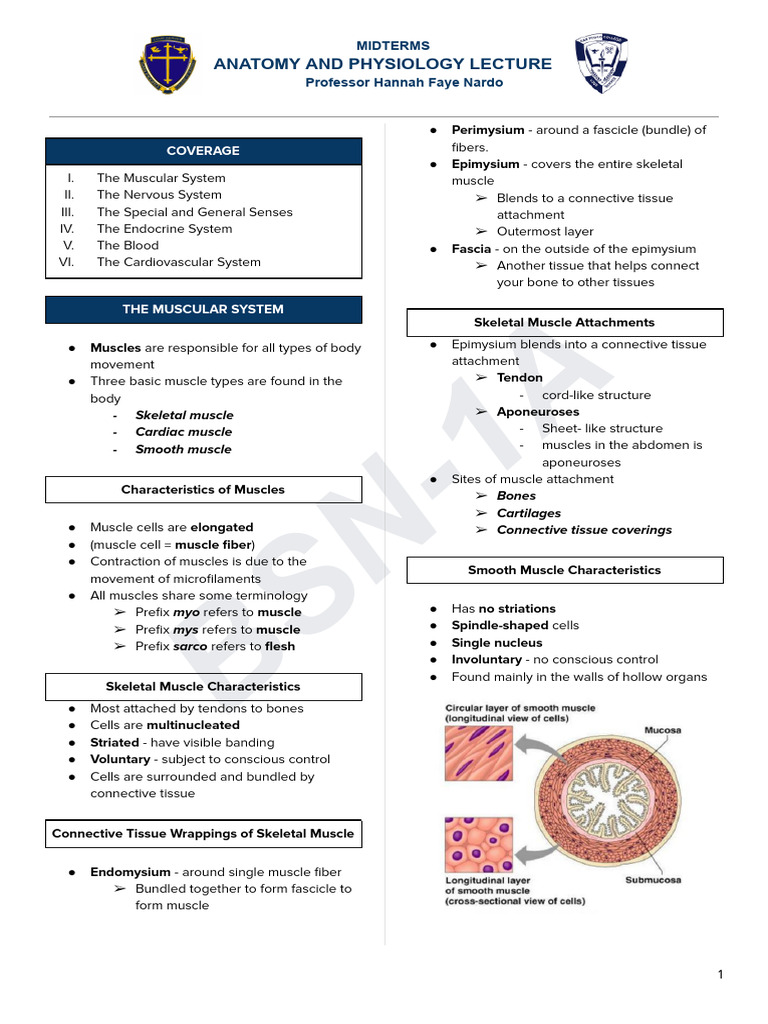 Anaphy Lec Midterms | PDF | Neuron | Muscle Contraction