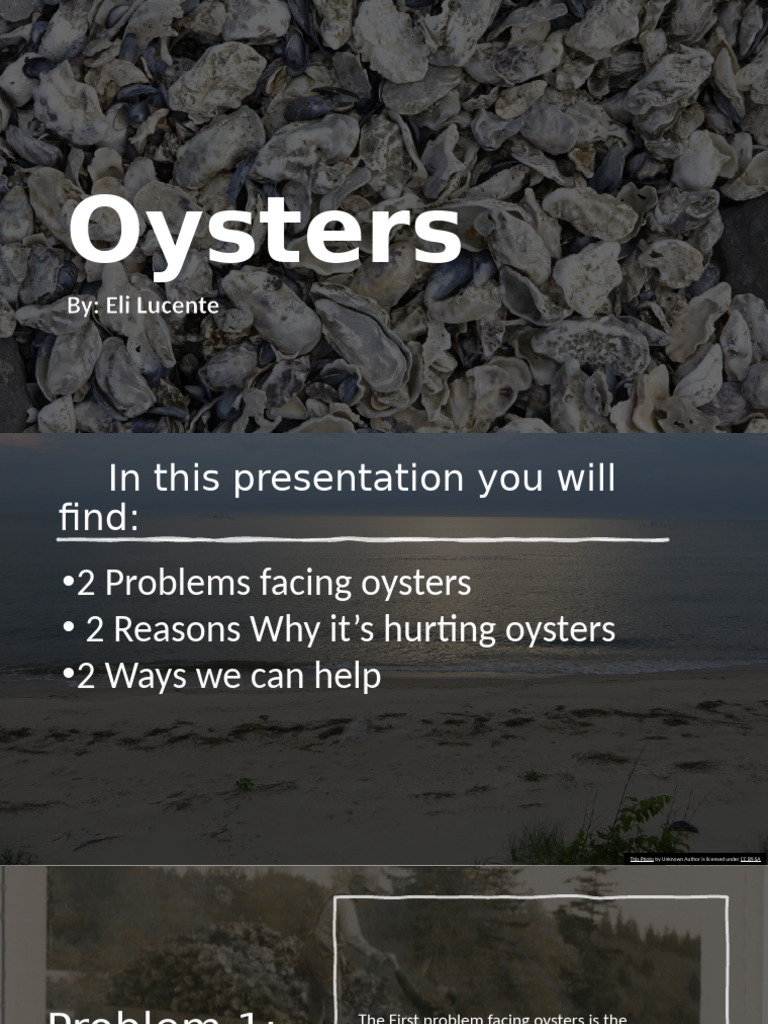 Oysters | PDF