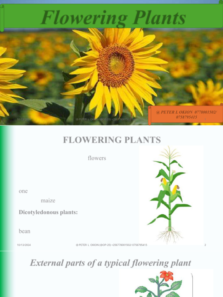 Overview of Flowering Plants Systems | PDF | Leaf | Flowers