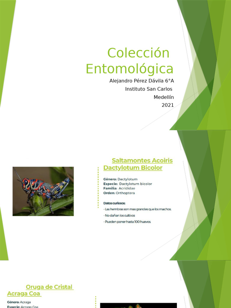 Colección Entomológica Expo | PDF