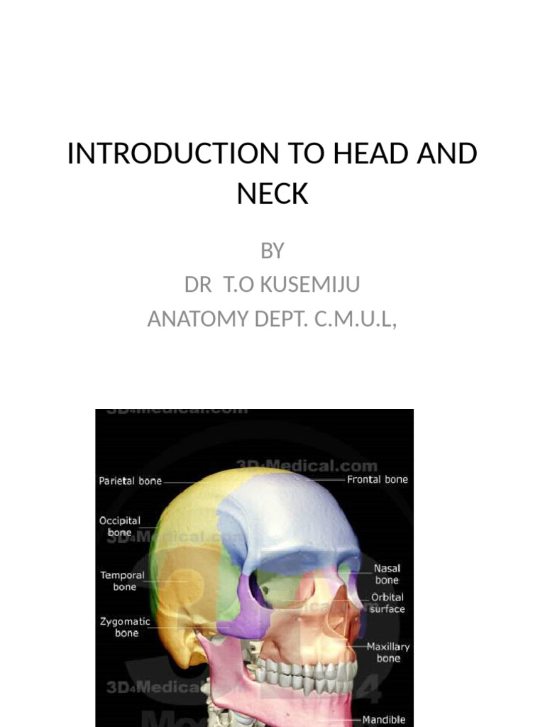 Anatomy of the Head and Neck | PDF | Skull | Common Carotid Artery