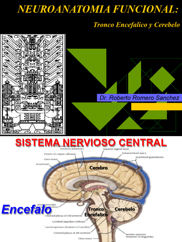 Tronco y Cerebelo 2016 | PDF | Cerebelo | Neuroanatomía