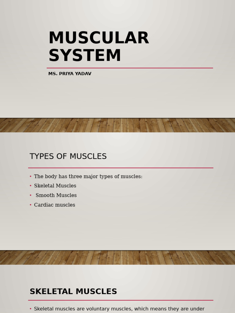 Muscular System 1 | PDF