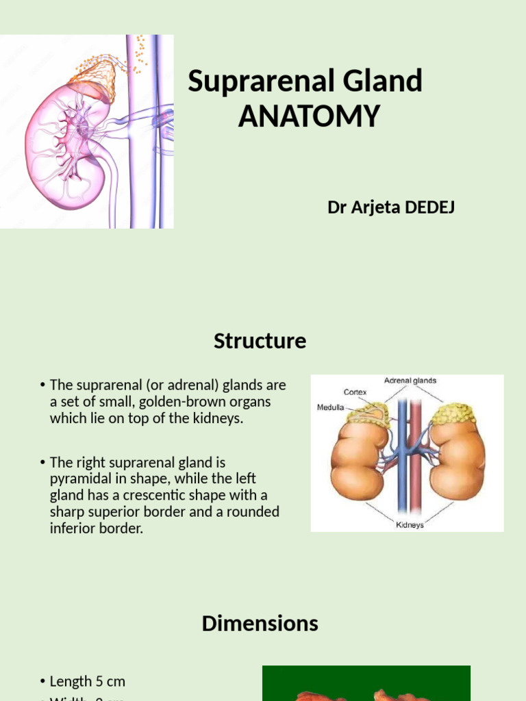 Suprarenal Gland Anatomy SON | PDF | Adrenal Gland | Endocrine System