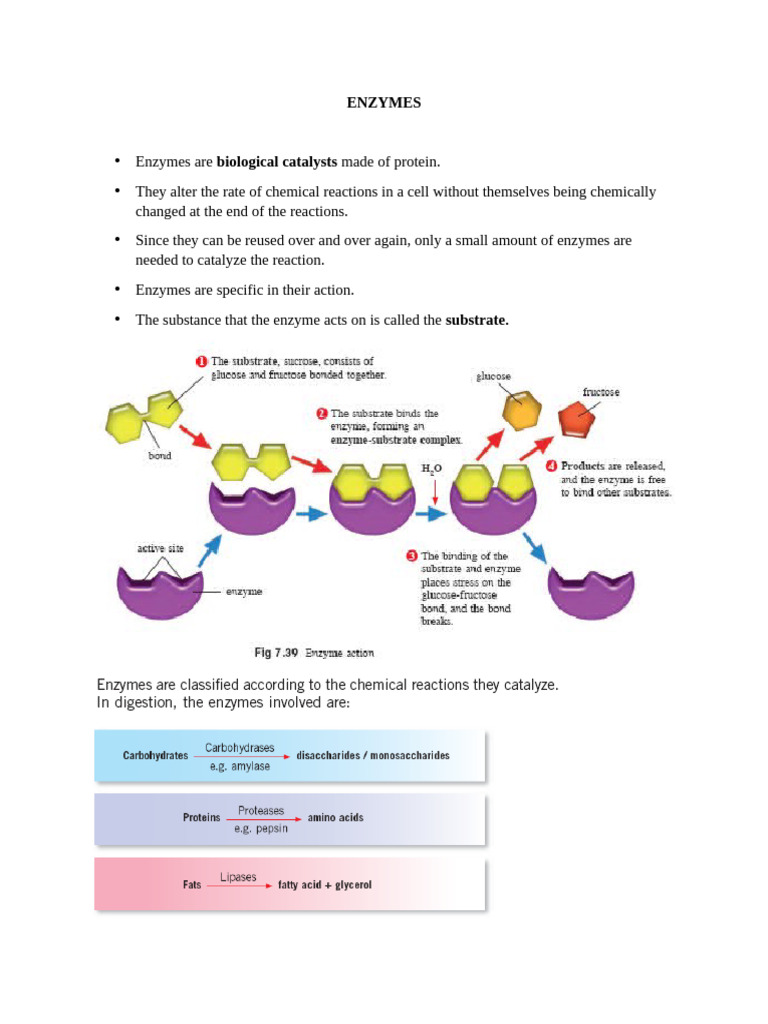 Enzymes | PDF