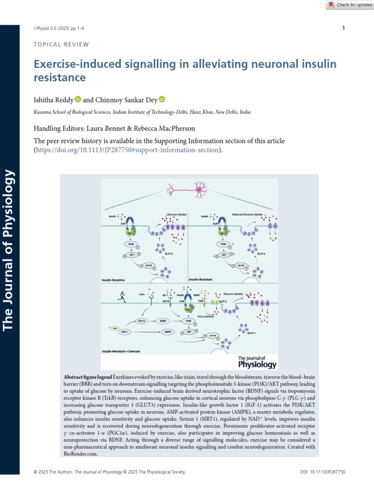 The Journal of Physiology - 2025 - Reddy - Exercise Induced Signalling in Alleviating Neuronal ...