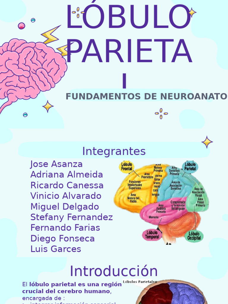 Lobulo Parietal y Occipital Neuro (2) | PDF | Lóbulo occipital ...