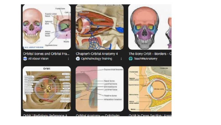 Orbit Anatomy 3d Max 4 | PDF