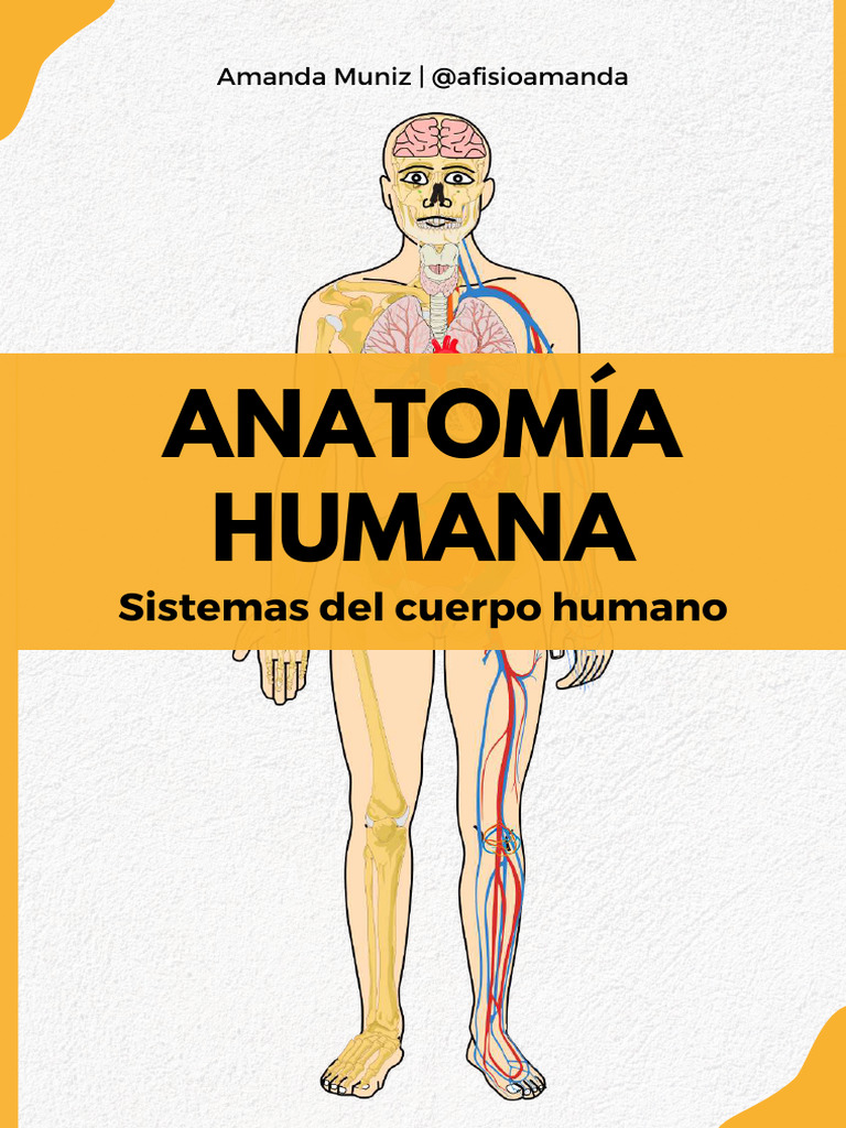 Anatomía Del Sistemas Do Cuerpo Humano | PDF | Sistema linfático ...