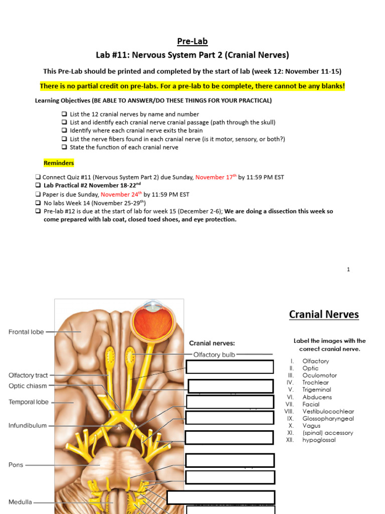Pre-Lab 11 Nervous System Part 2 Cranial Nerves | PDF | Human Anatomy ...