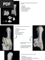 Tibia y Peroné (Fibula) | PDF | Sistema esquelético | Anatomía humana