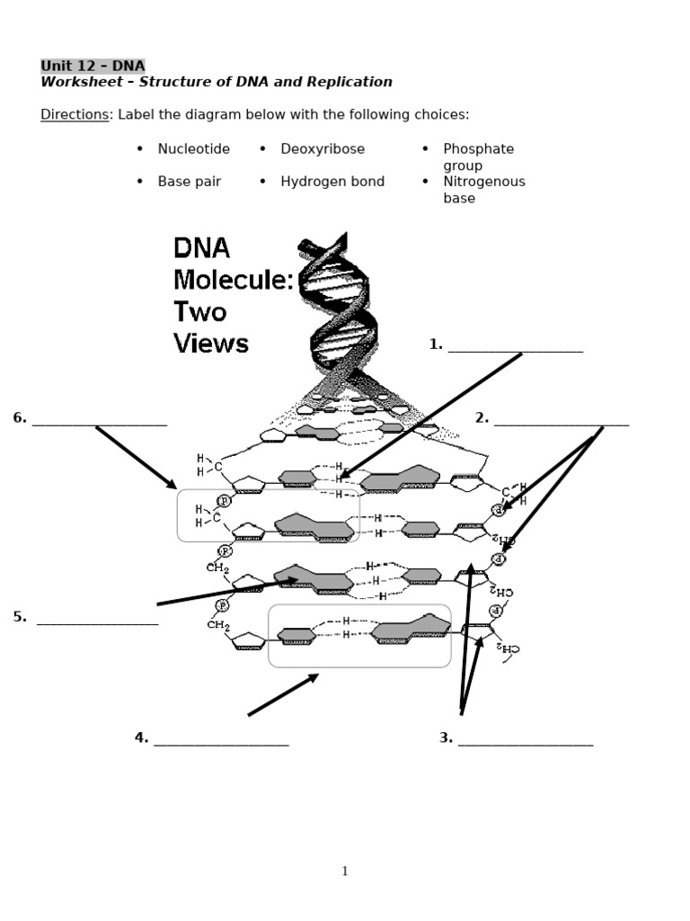 DNA Structure and Replication Worksheet | PDF | Dna | Dna Replication