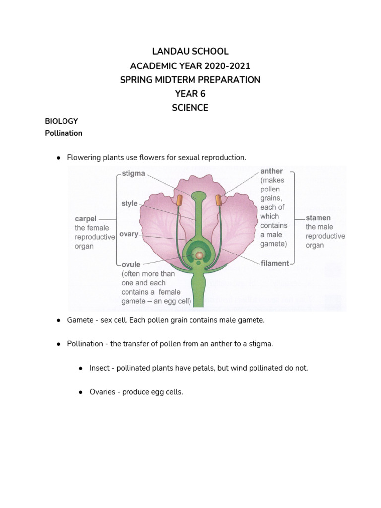 Year 6 Science Midterm Study Guide | PDF | Fertilisation | Seed