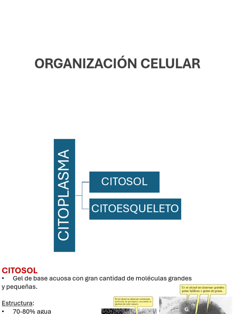Citoplasma. Citosol y Citoesqueleto | PDF