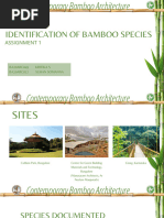 Bamboo Species in the Philippines | PDF | Bamboo | Plants