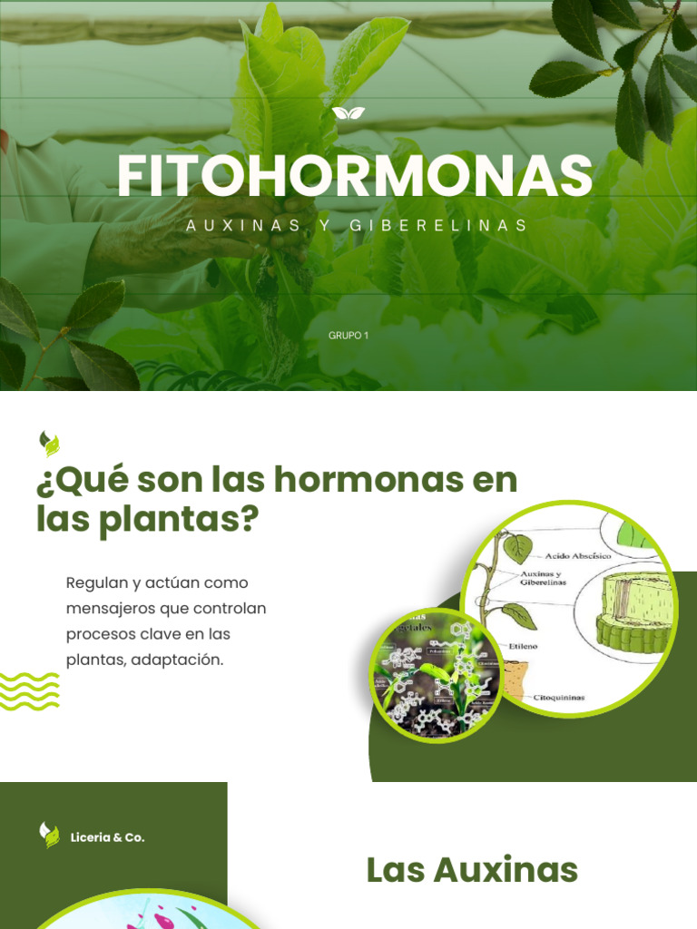 Fitohormonas Auxinas y Ciberelinas PDF | PDF | Auxina | Hormona Vegetal