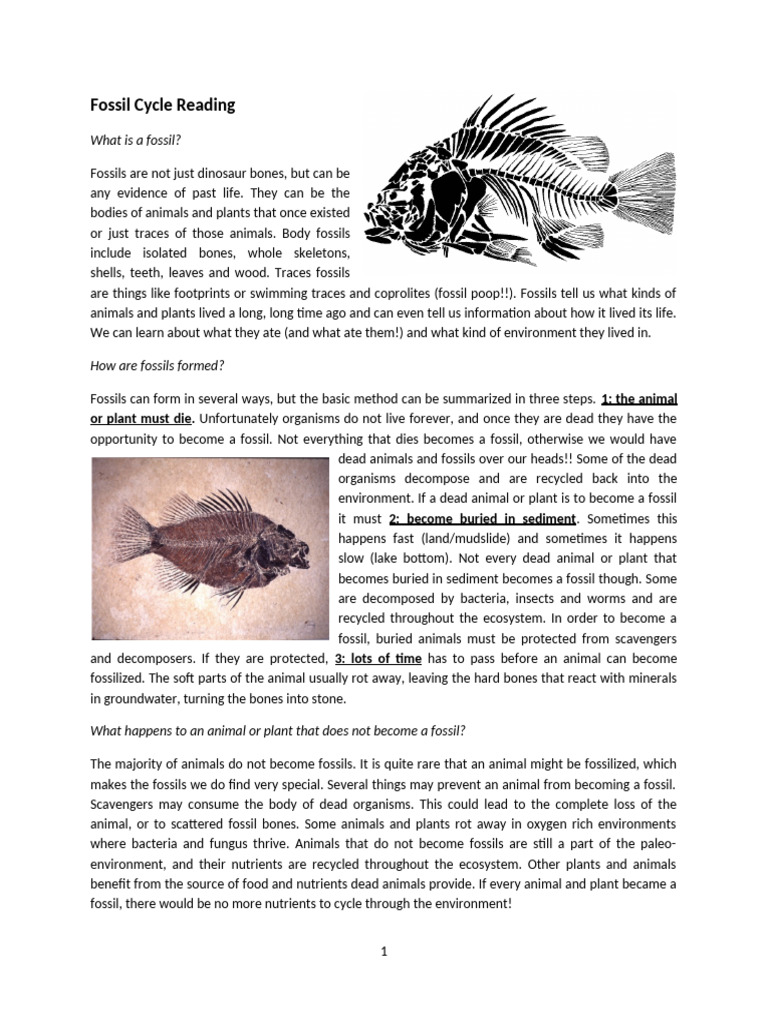 Understanding the Fossil Cycle | PDF | Fossil | Earth Sciences
