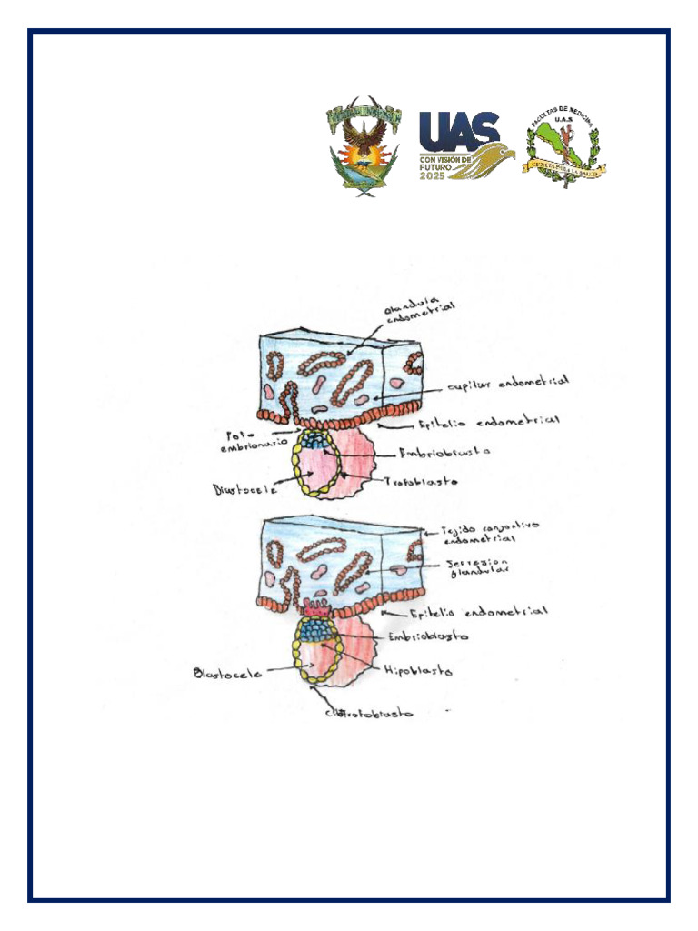 Dibujos Embrio | PDF