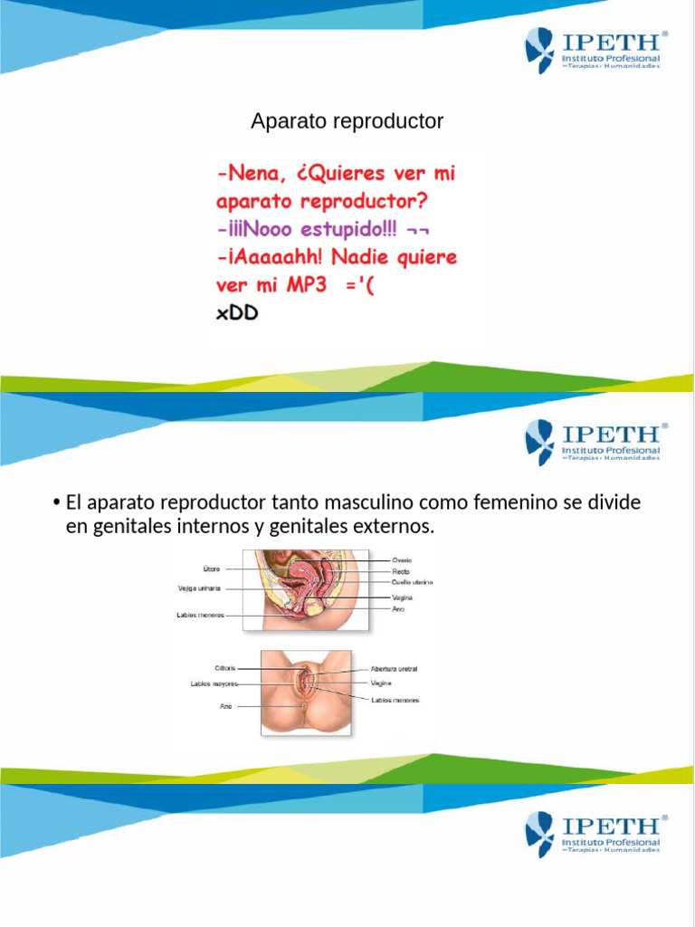 Aparato Reproductor | PDF | Sistema reproductivo | Labios