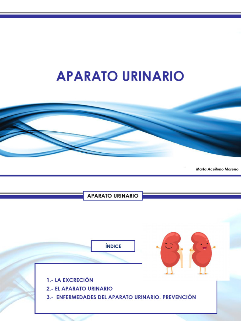 Excre Tor | PDF | Sistema urinario | Riñón