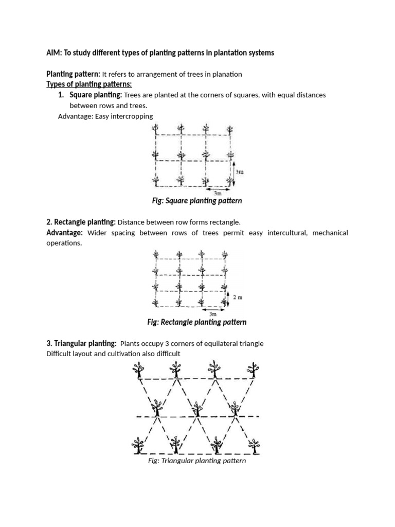 Practical Planting Pattern III Year Writeup | PDF | Triangle | Area