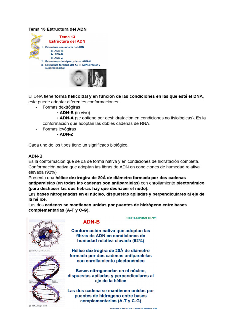 Estructura y Conformaciones del ADN | PDF | Adn | Nucleótidos