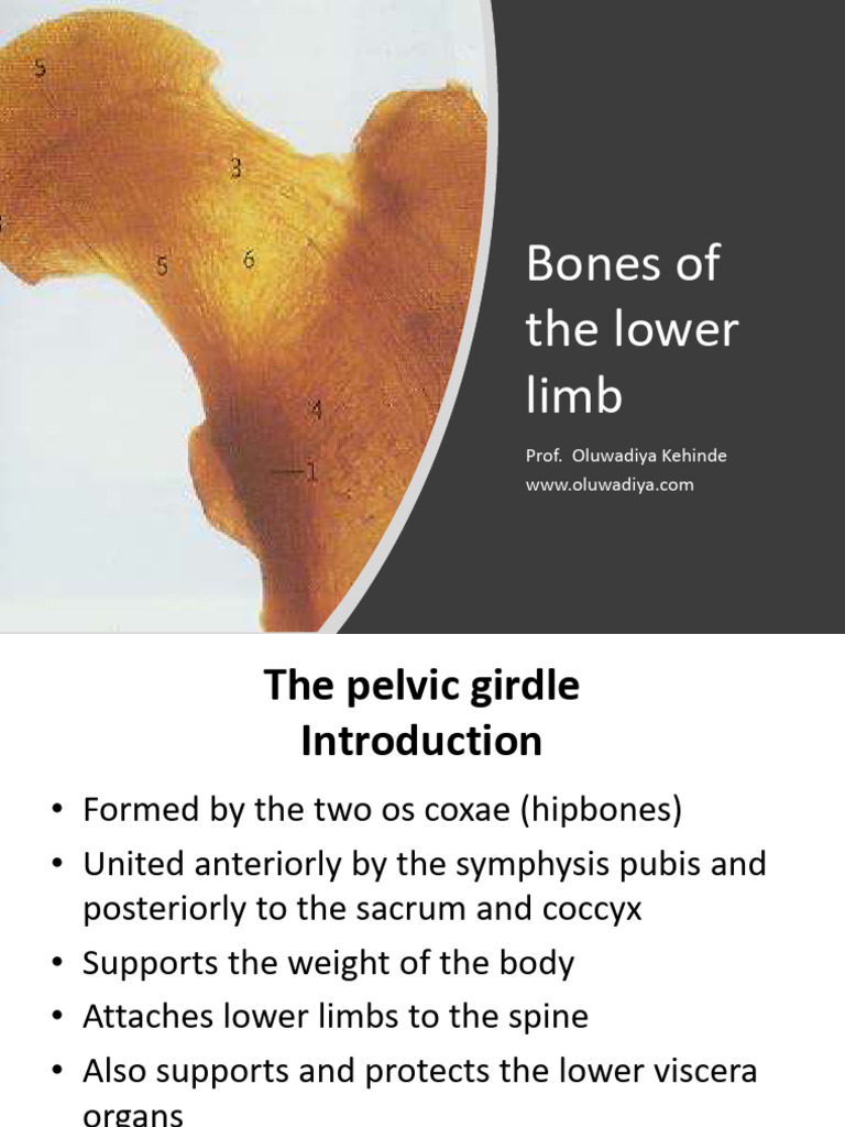 Anatomy of Lower Limb Bones | PDF | Pelvis | Foot