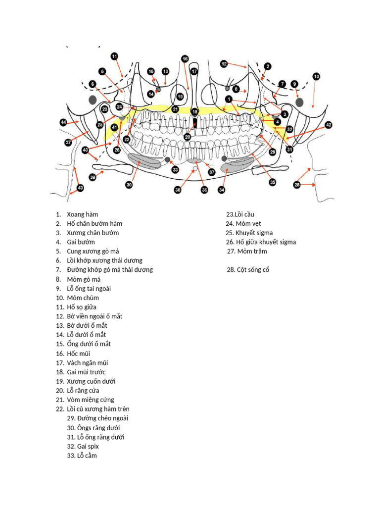 Xoang Hàm | PDF